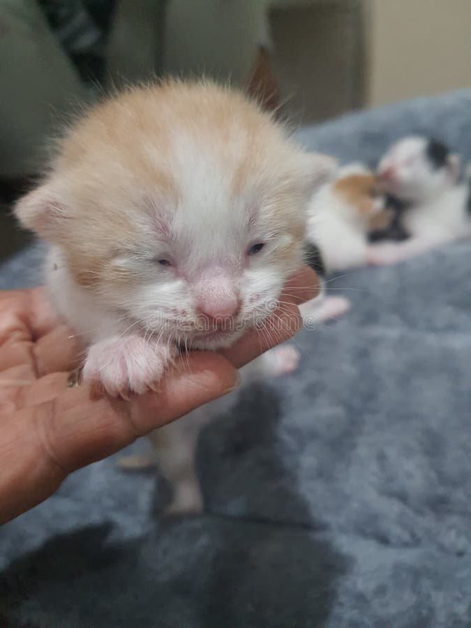 First Week Cute Kitten Was Born Stock Image - Image of cute, kitten ...