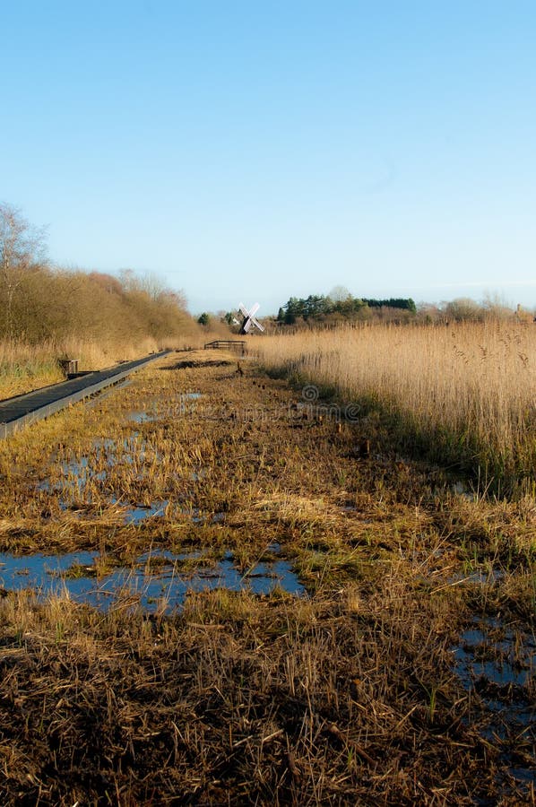 First Whale Cutting of Sedge Bed Stock Photo - Image of ecology, swathe ...