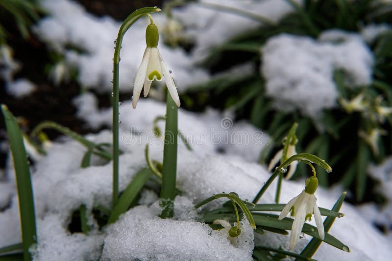 The First White Flowers Grow Out of the Snow Spring Stock Image - Image ...