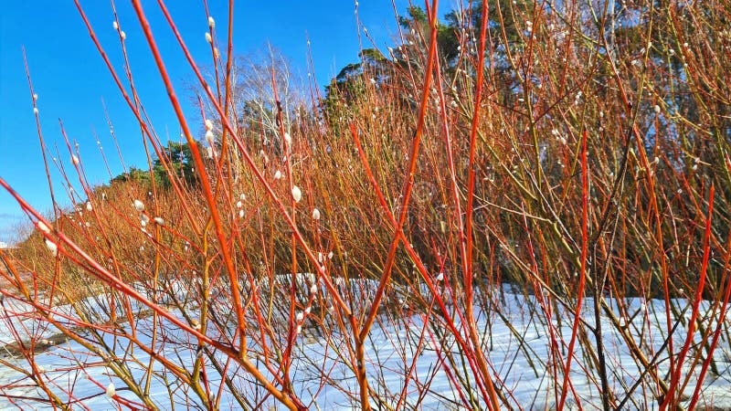 The First White Fluffy Buds on Willow Bushes Appear in Early Spring ...