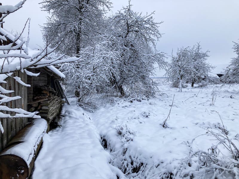 The First White Fluffy Snow this Year Stock Photo - Image of snow, year ...