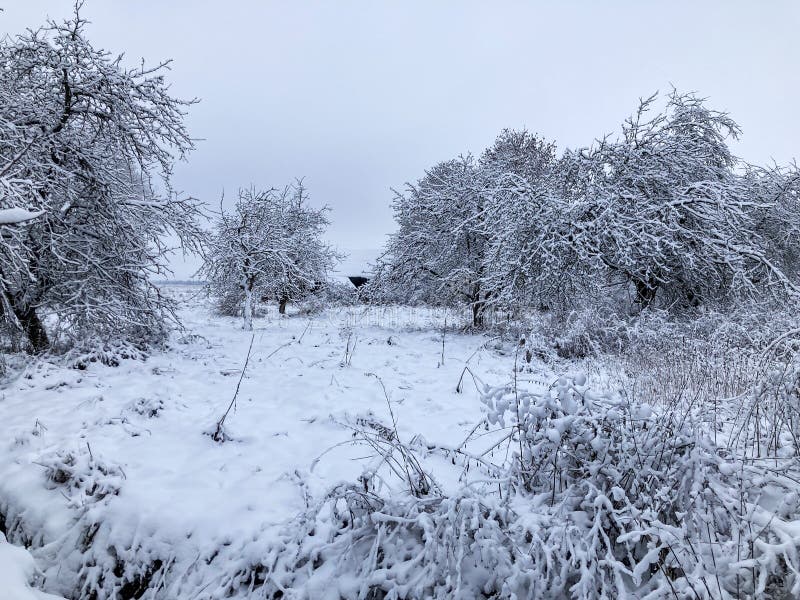 The First White Fluffy Snow this Year Stock Image - Image of covered ...