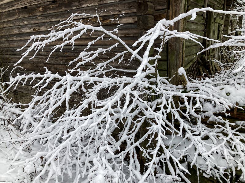 The First White Fluffy Snow this Year Stock Photo - Image of cold ...