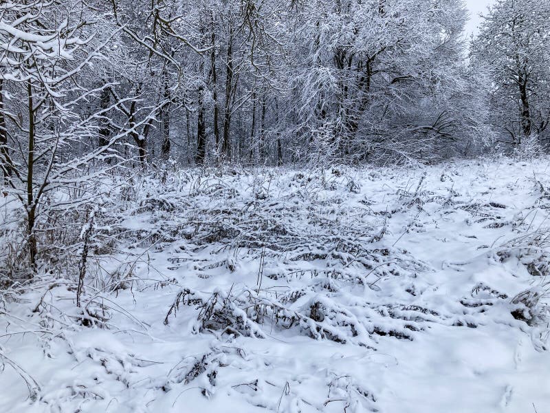 The First White Fluffy Snow this Year Stock Photo - Image of trees ...