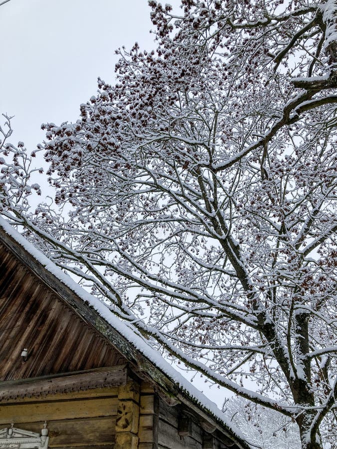 The First White Fluffy Snow this Year Stock Photo - Image of trees ...