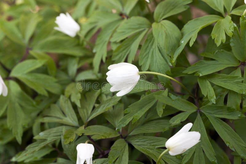 The First White Forest Flowers in the Spring Stock Photo - Image of ...