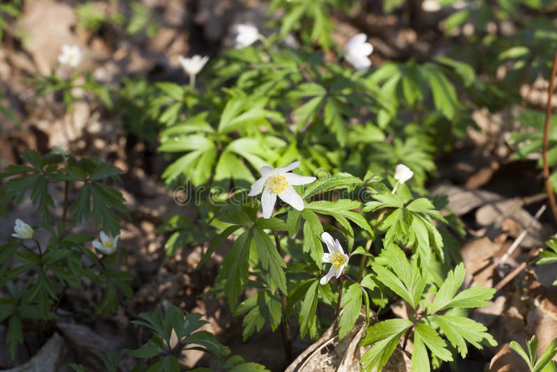 The First White Forest Flowers in the Spring Stock Photo - Image of ...