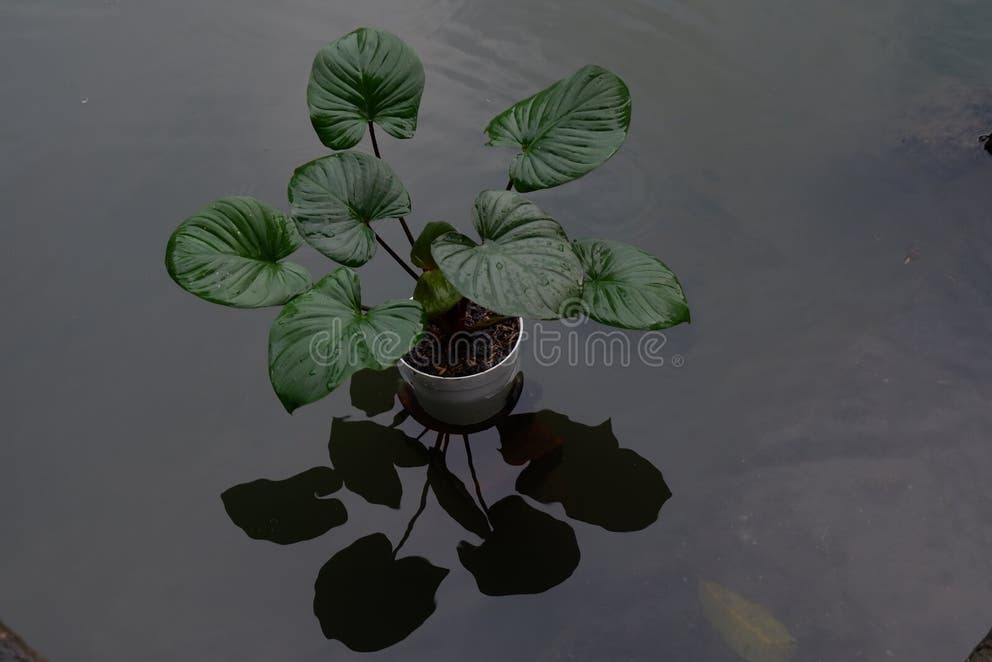 Fresh Plant with Reflection on the Water Stock Image - Image of plant ...