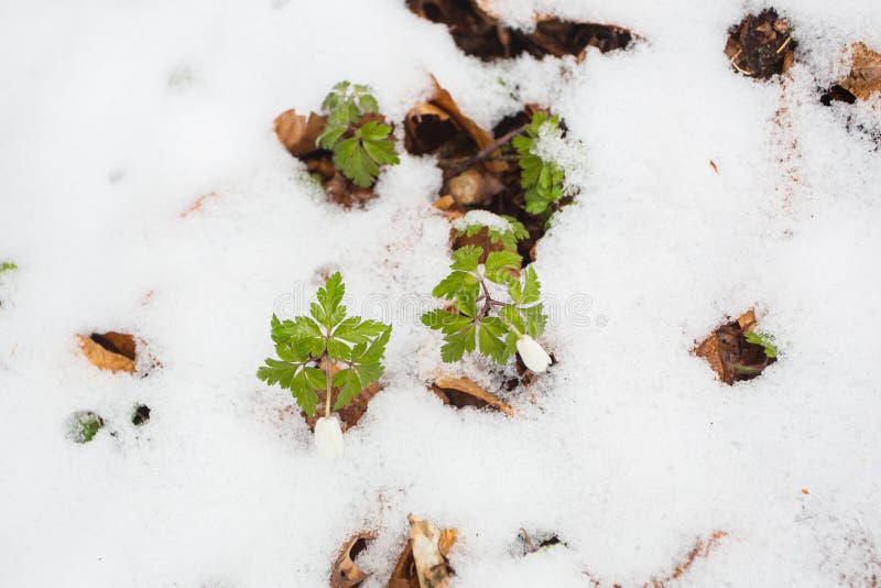 First Wild Flowers Covered with Snow. Late Snow in March Stock Photo ...