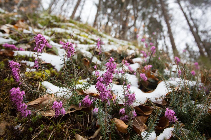 First Wild Violets Covered with Snow. Late Snow in March Stock Image ...
