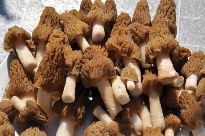 First spring mushrooms stock image. Image of herb, festive - 120611745