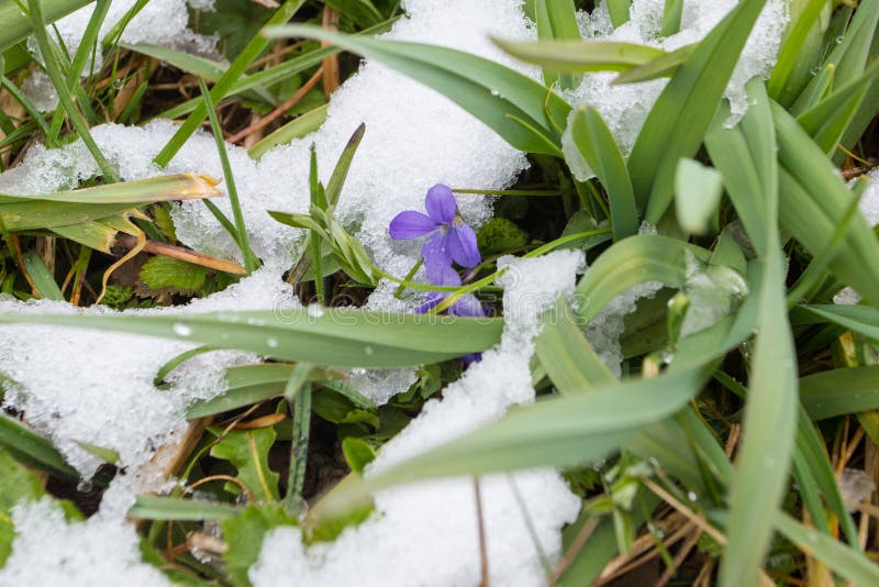 First Wild Violets Covered with Snow. Late Snow in March Stock Image ...