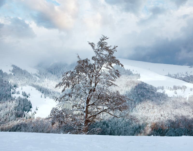 First Winter Snow on Big Beech Tree in Mountains Stock Image - Image of ...