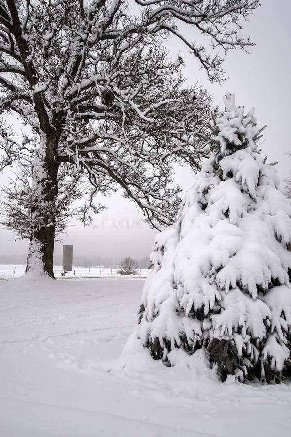 First Winter Snow on Bushes Stock Image - Image of leaf, forest: 138585553