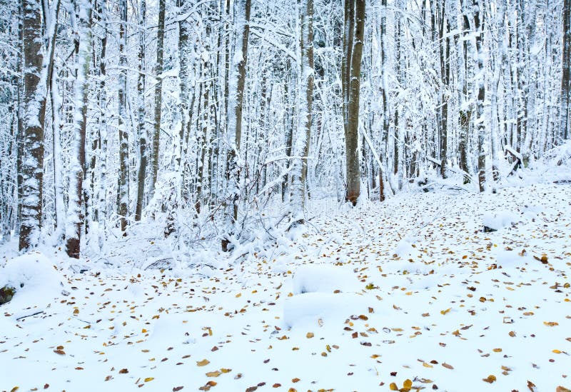 First Winter Snow and Last Autumn Leafs in Forest Stock Photo - Image ...