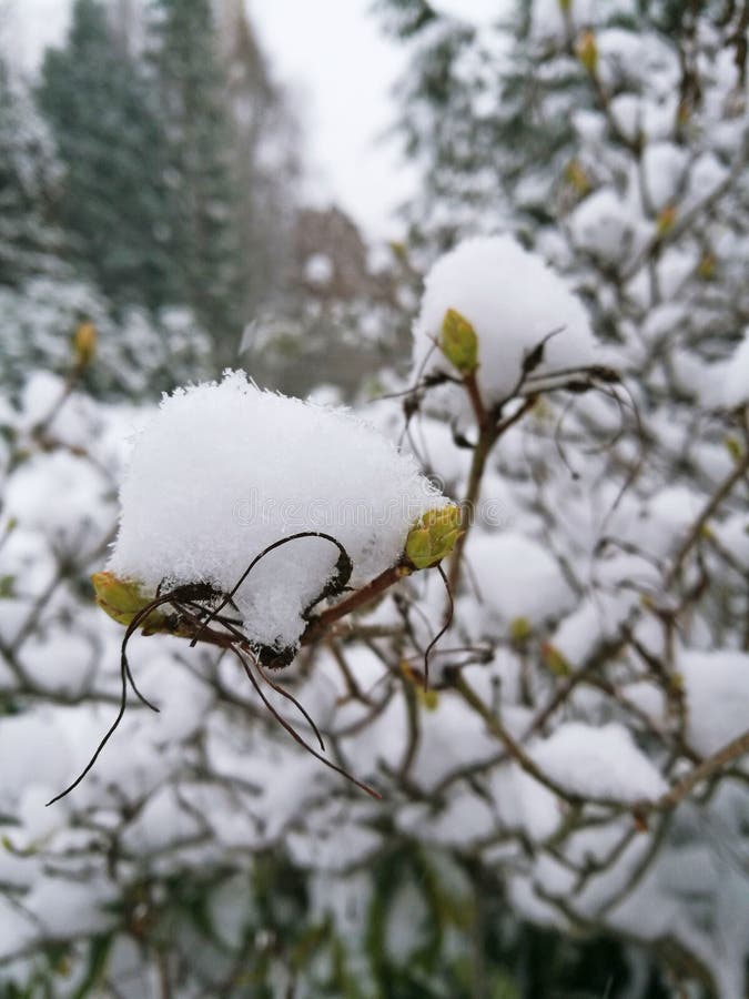 First winter snow. stock image. Image of fall, nature - 81170493