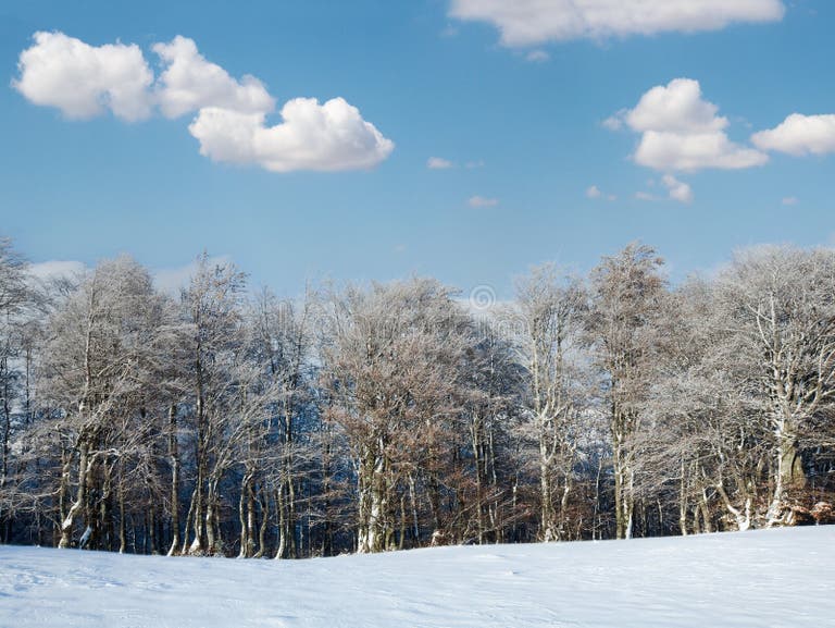 First Winter Snow and Mountain Beech Forest Stock Image - Image of ...