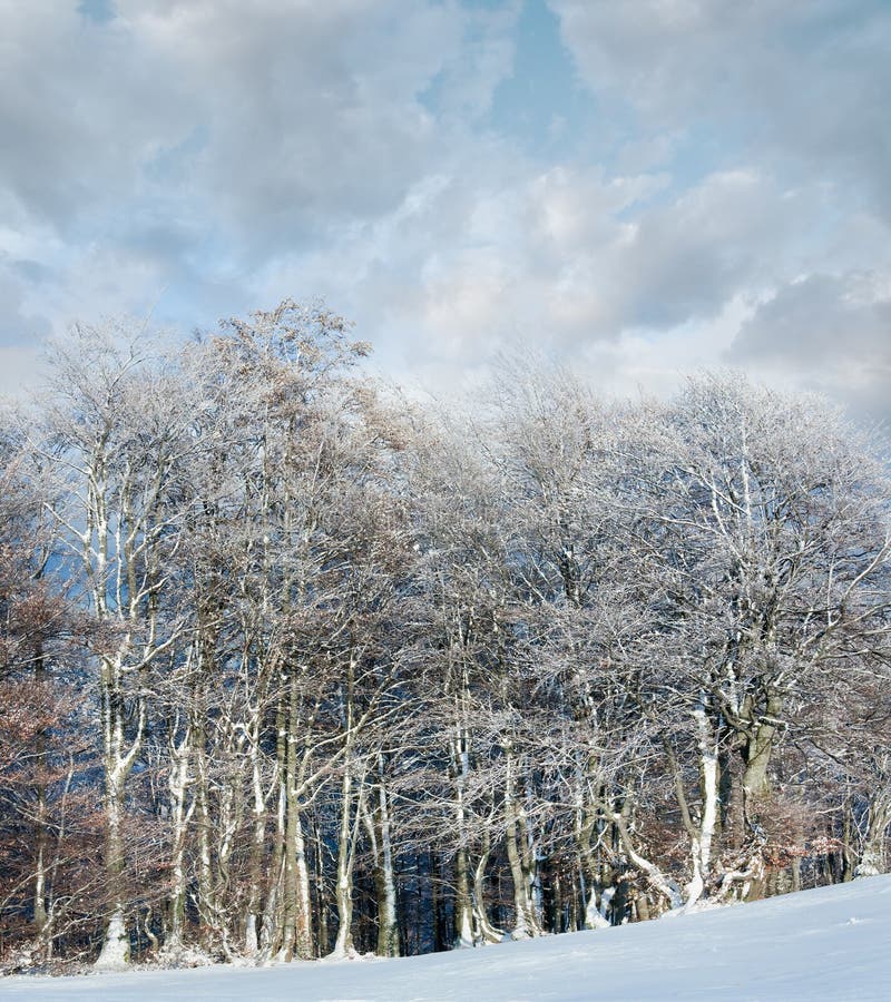 First Winter Snow and Mountain Beech Forest Stock Photo - Image of ...