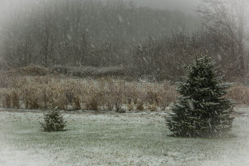 First Winter Snow stock photo. Image of snow, cold, pinetree - 81916254