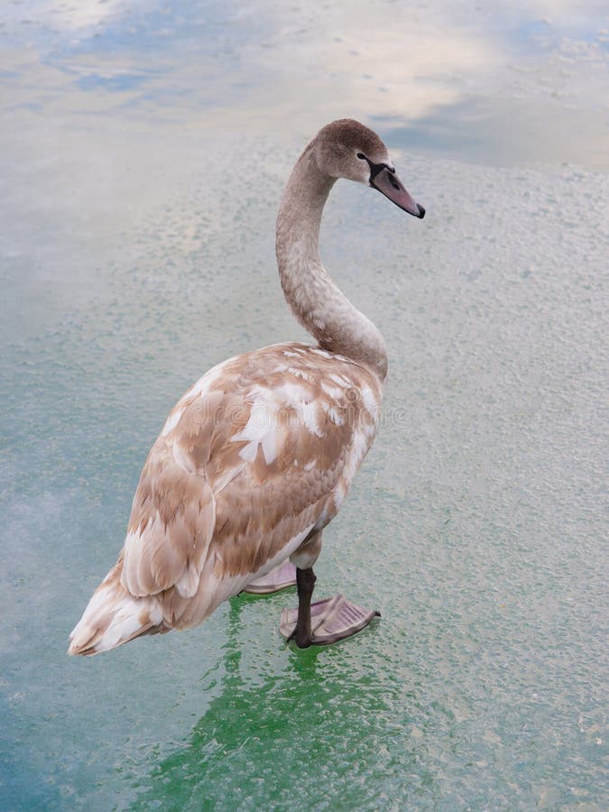 First Winter for Young Swan Standing on Frozen Ice Stock Photo - Image ...