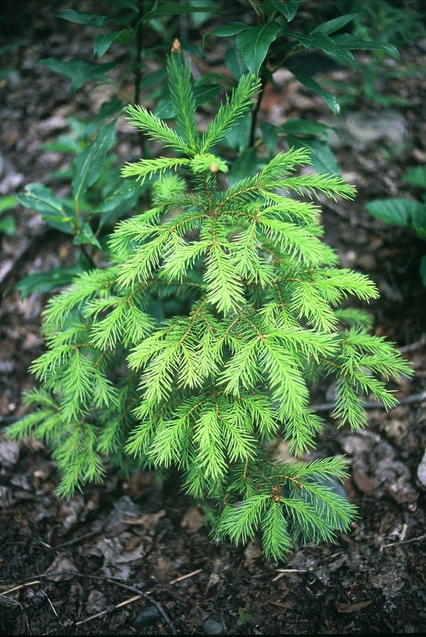 New Spruce stock photo. Image of plant, green, vegetation - 203937268