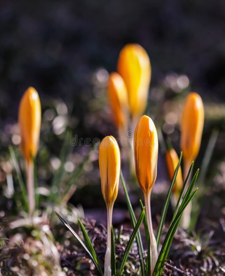 The First Yellow Crocuses in the Spring Garden Stock Image - Image of ...