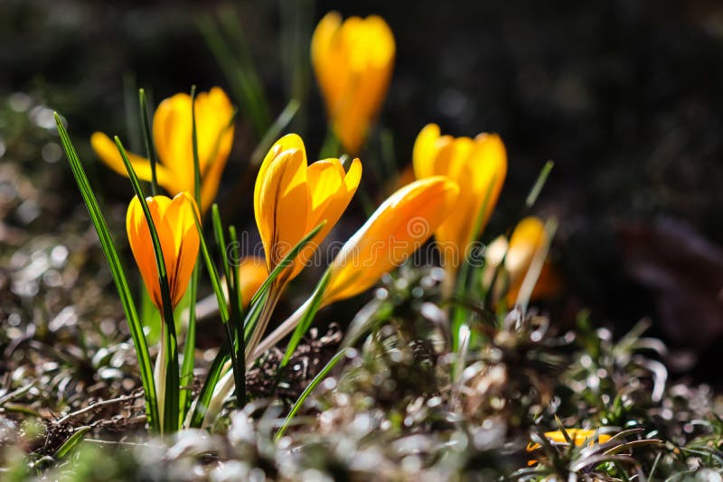 The First Yellow Crocuses in the Spring Garden Stock Image - Image of ...