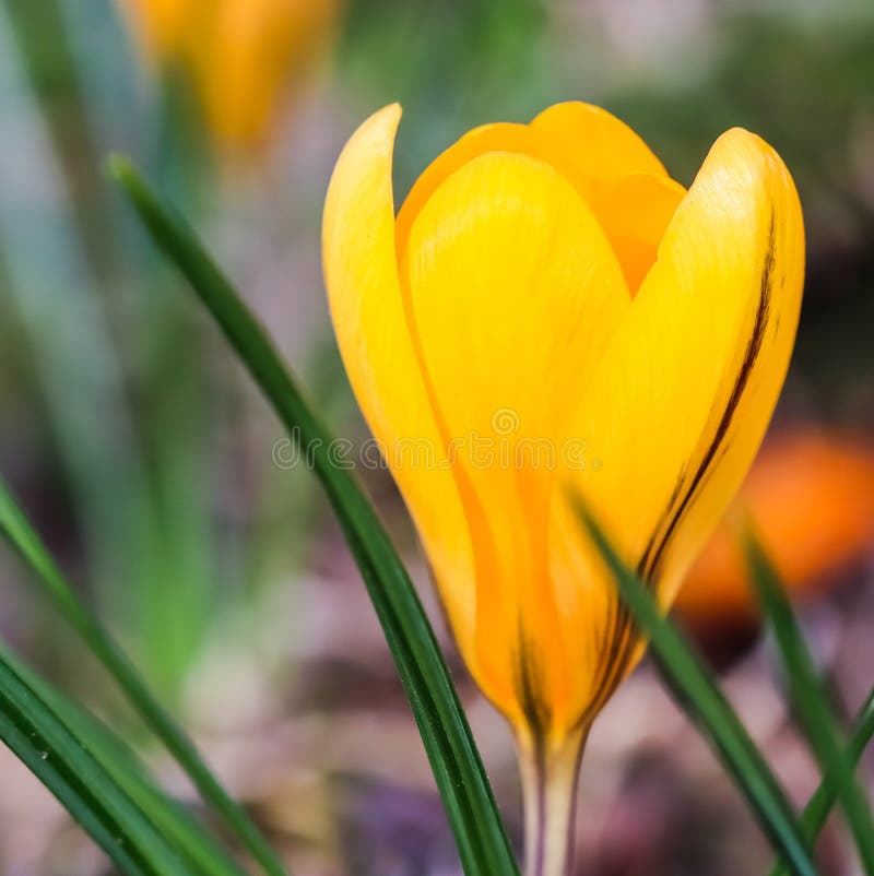 The First Yellow Crocuses in the Spring Garden Stock Image - Image of ...
