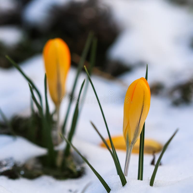 The First Yellow Crocuses from Under the Snow in the Garden on a Sunny ...