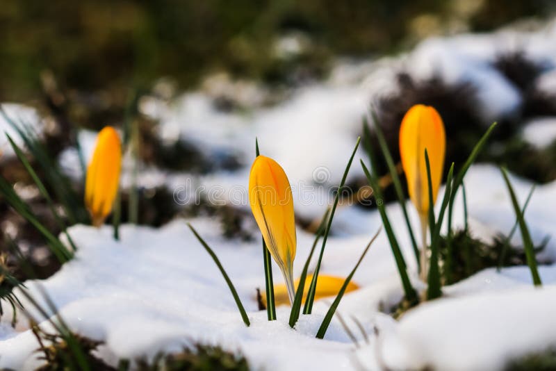 The First Yellow Crocuses from Under the Snow in the Garden on a Sunny ...