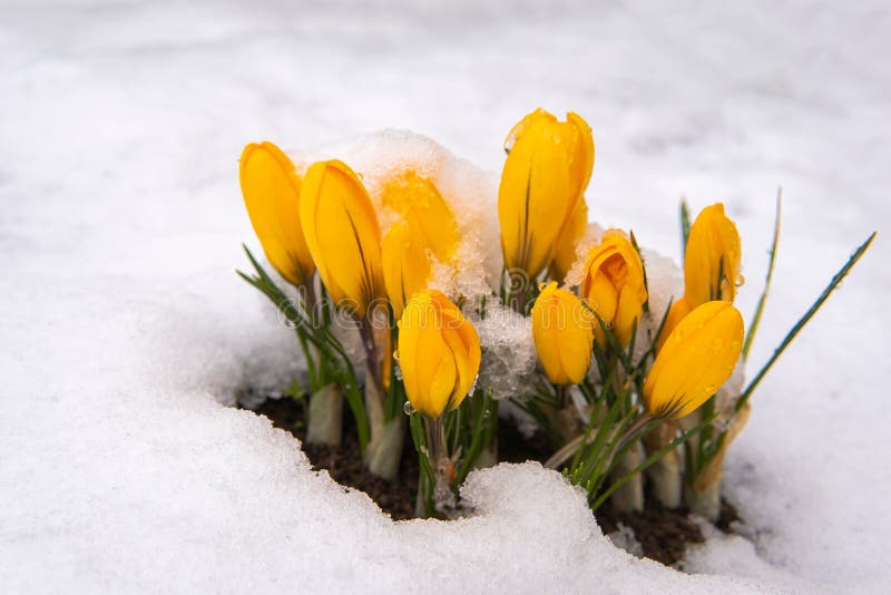 The First Yellow Flowers Grow Out of the Snow Spring Stock Photo ...