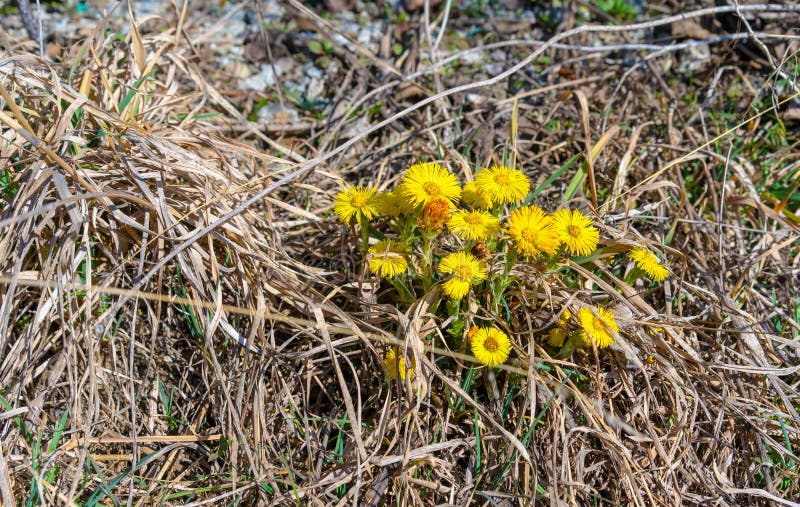 The First Yellow Flowers in the Middle of Dry Grass Stock Image - Image ...
