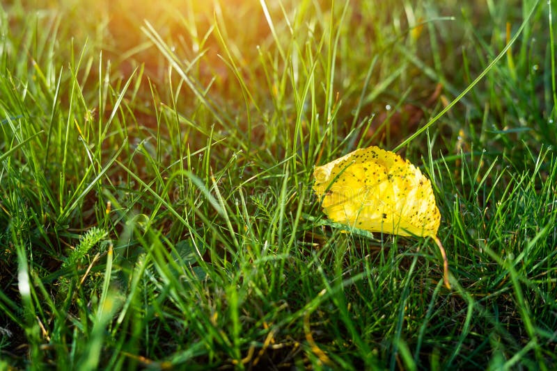 The First Yellow Leaf in the Green Grass. Early Autumn Stock Photo ...