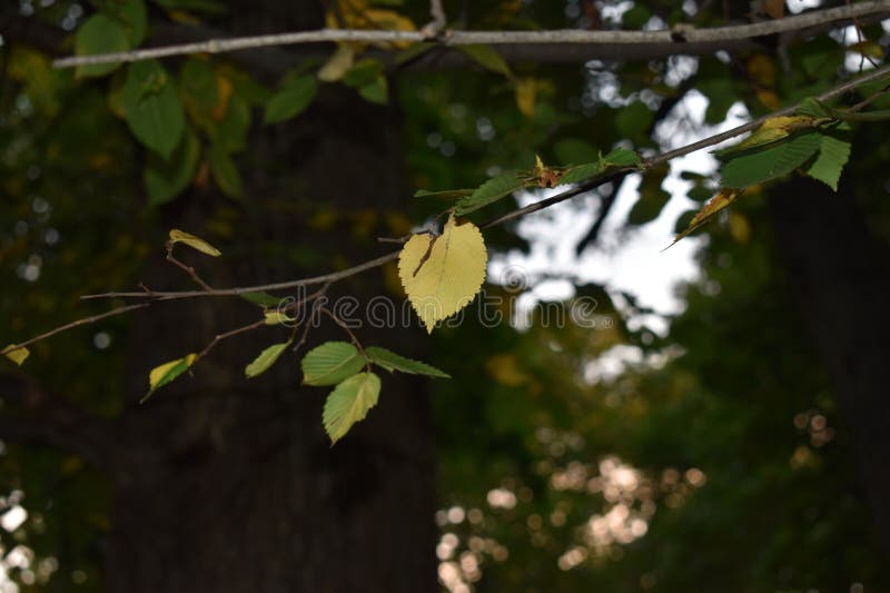 The First Yellow Leaf on a Still Green Branch Stock Photo - Image of ...