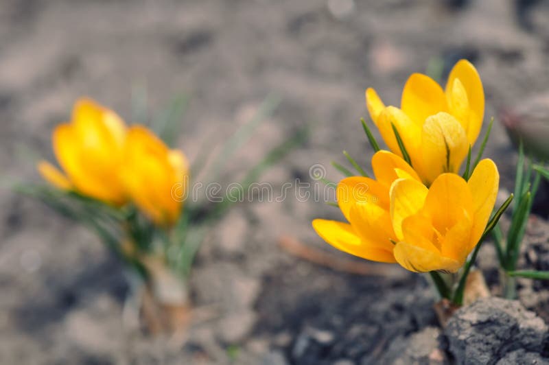 First Yellow Spring Crocus Flowers on Ground Stock Photo - Image of ...