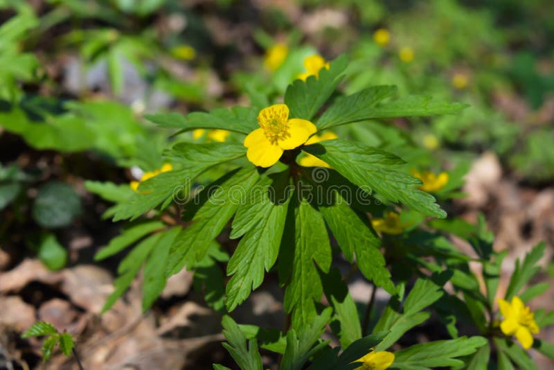 First Yellow Spring Flowers Stock Image - Image of plant, park: 91013889
