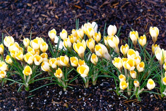 The First Yellow Spring Flowers Crocuses. Early Spring. Stock Photo ...