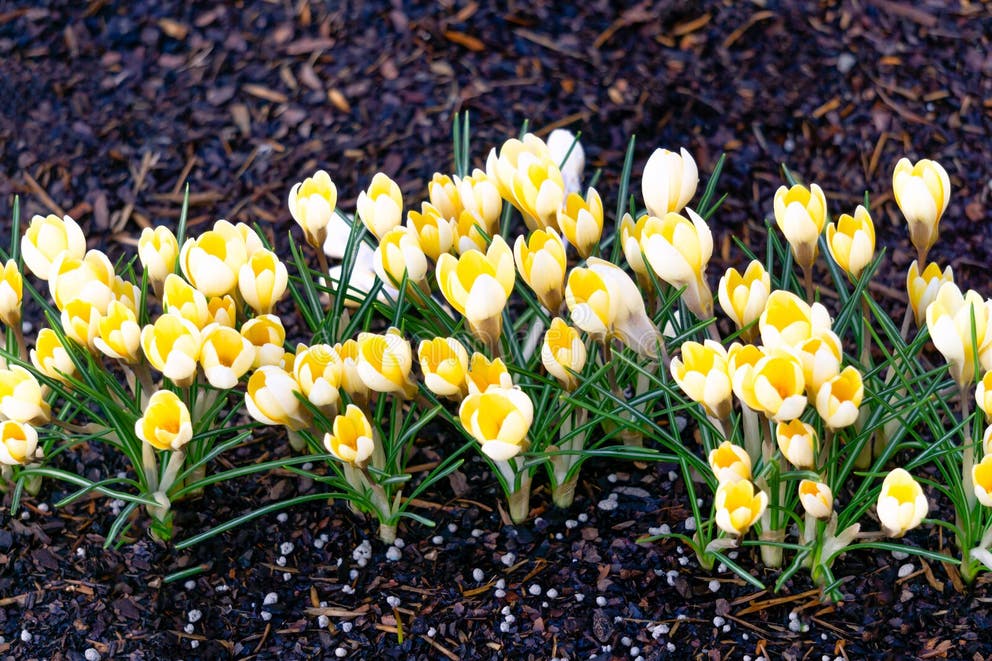 The First Yellow Spring Flowers Crocuses. Early Spring. Stock Photo ...
