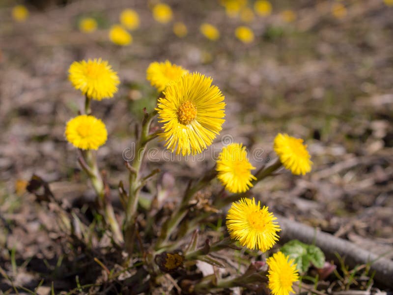 First Yellow Spring Flowers Stock Photo - Image of blossom, bloom ...