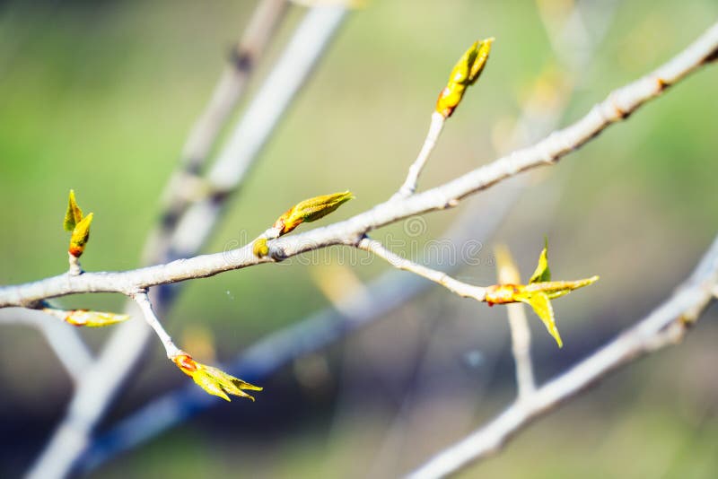 First Young Leaves of the Kidneys Stock Photo - Image of leaf, bright ...