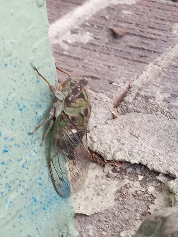 Firstlocustoftheplague stock image. Image of insect - 227521031