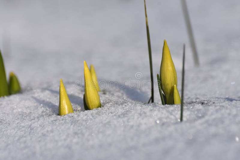 The firsts stock image. Image of snow, buds, firsts - 111257397