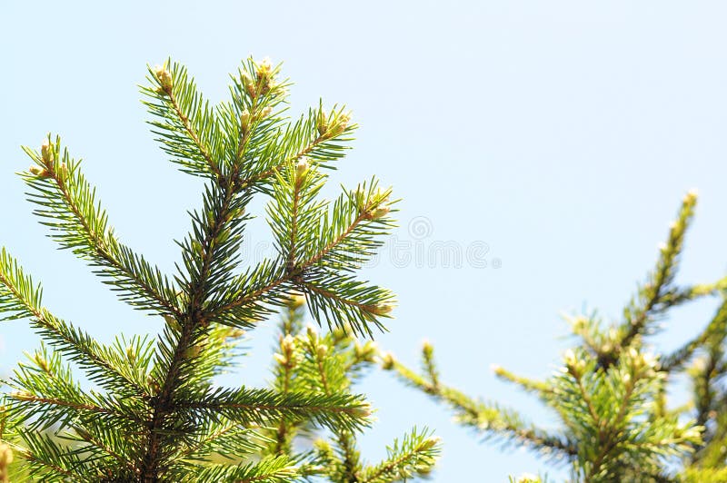 Firtree on sky background stock image. Image of pinery - 71725011
