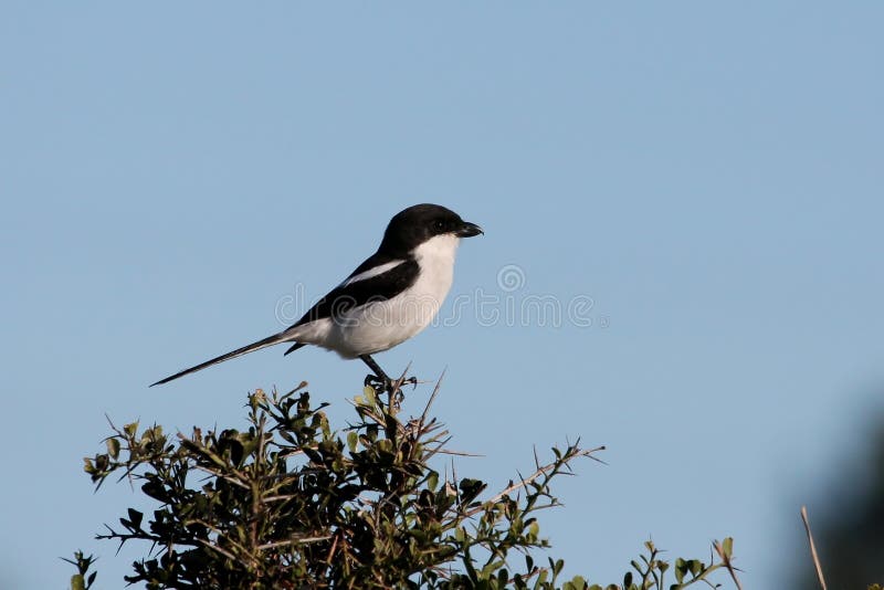 Fiscal Shrike Bird stock photo. Image of nature, beak - 10434126