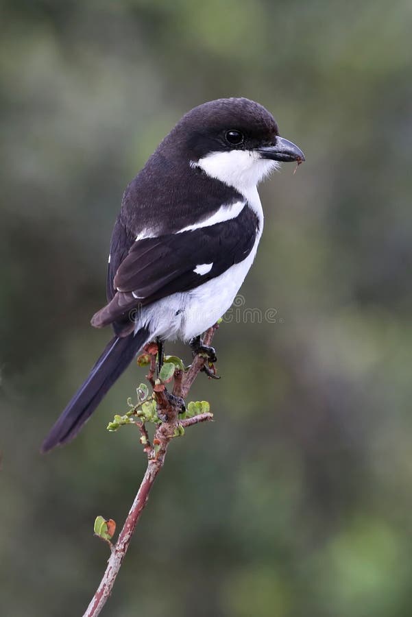 Fiscal Shrike Bird stock photo. Image of wildlife, avian - 34876120