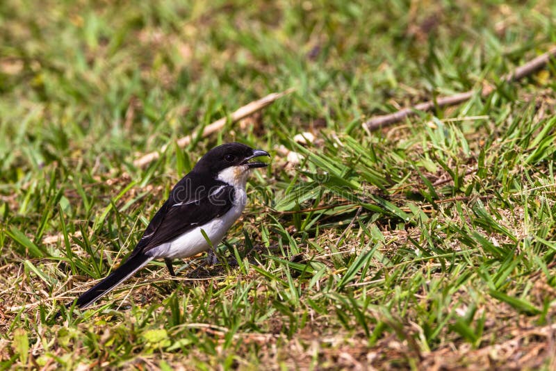 Fiscal Shrike Jackie-hangman Bird Stock Photo - Image of colors, birds ...