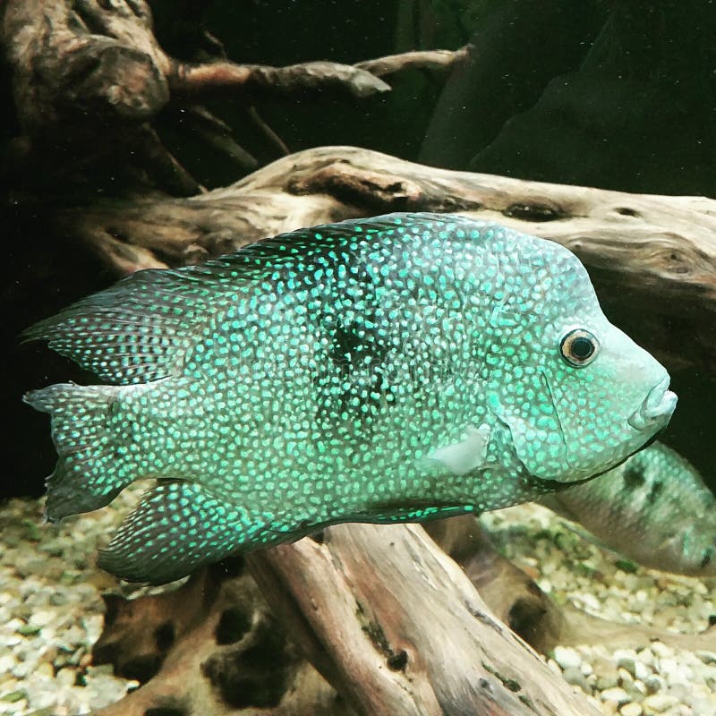 Fisch stock image. Image of blue, sommer, great, fisch - 60016771