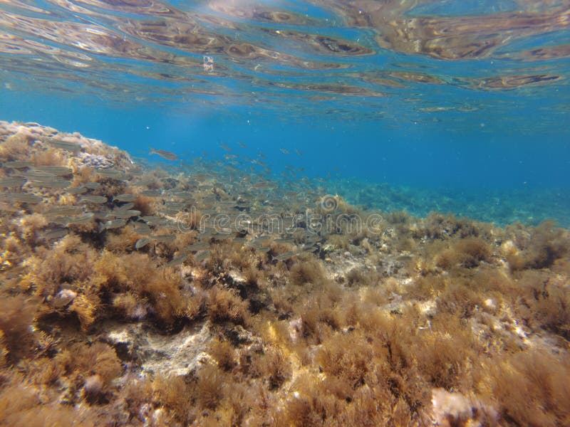 Fisch Im Mittelmeer. Meeresfische Unter Wasser Stockfoto - Bild von ...