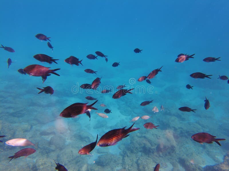 Fisch Im Mittelmeer. Meeresfische Unter Wasser Stockfoto - Bild von ...