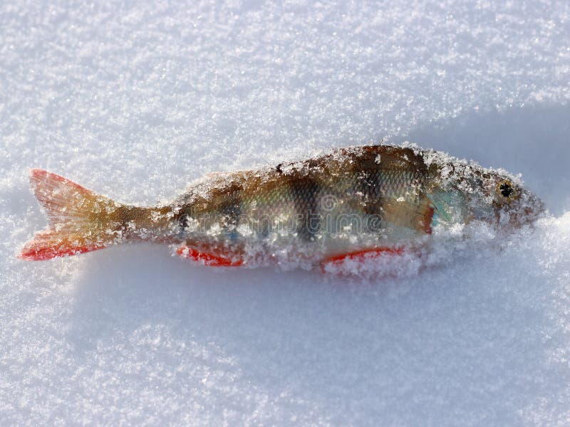 Flussfisch Liegt Auf Schnee. Winterfischen Stockfoto - Bild von fischen ...